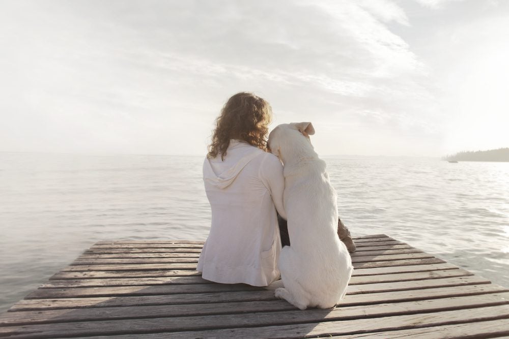 Nevada Emotional Support Animal Laws Nevada Emotional Support Animal Laws