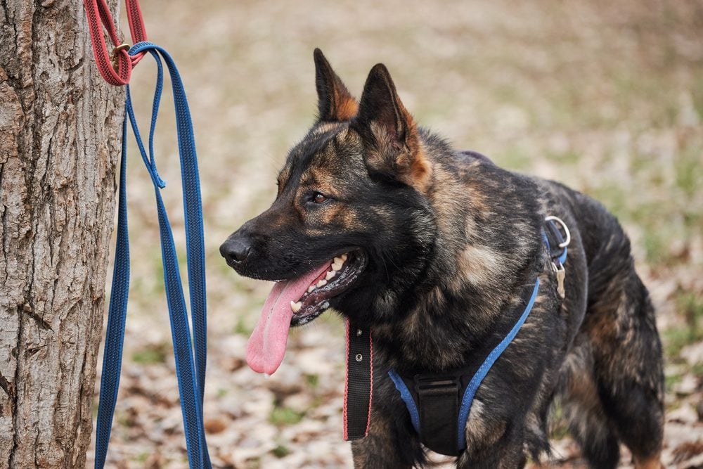 The Best Service Dog Training In Virginia the-best-service-dog-training-in-virginia