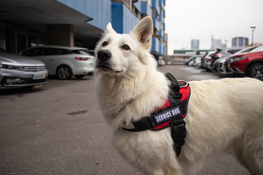 What Do Service Dogs Do? Your Full Guide - US Service Animals