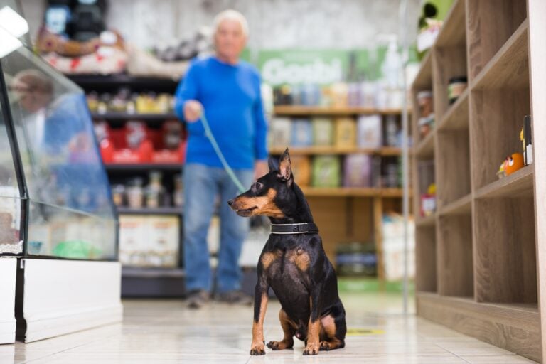 US Service Animals Blog
