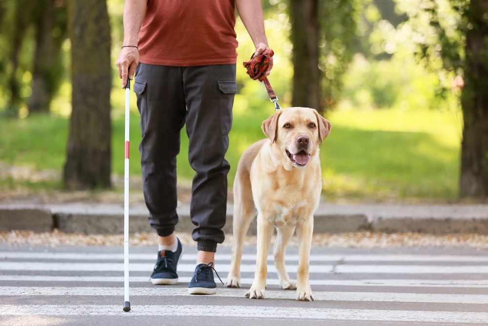 Penalty for Refusing a Service Dog: All You Need to Know